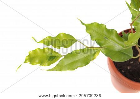 Branch Ficus Benjamina Image & Photo (Free Trial) | Bigstock