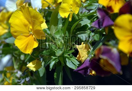 Close Yellow Pansy Image & Photo (Free Trial) | Bigstock