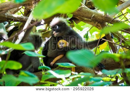 Family Dusky Leaf Image & Photo (Free Trial) | Bigstock