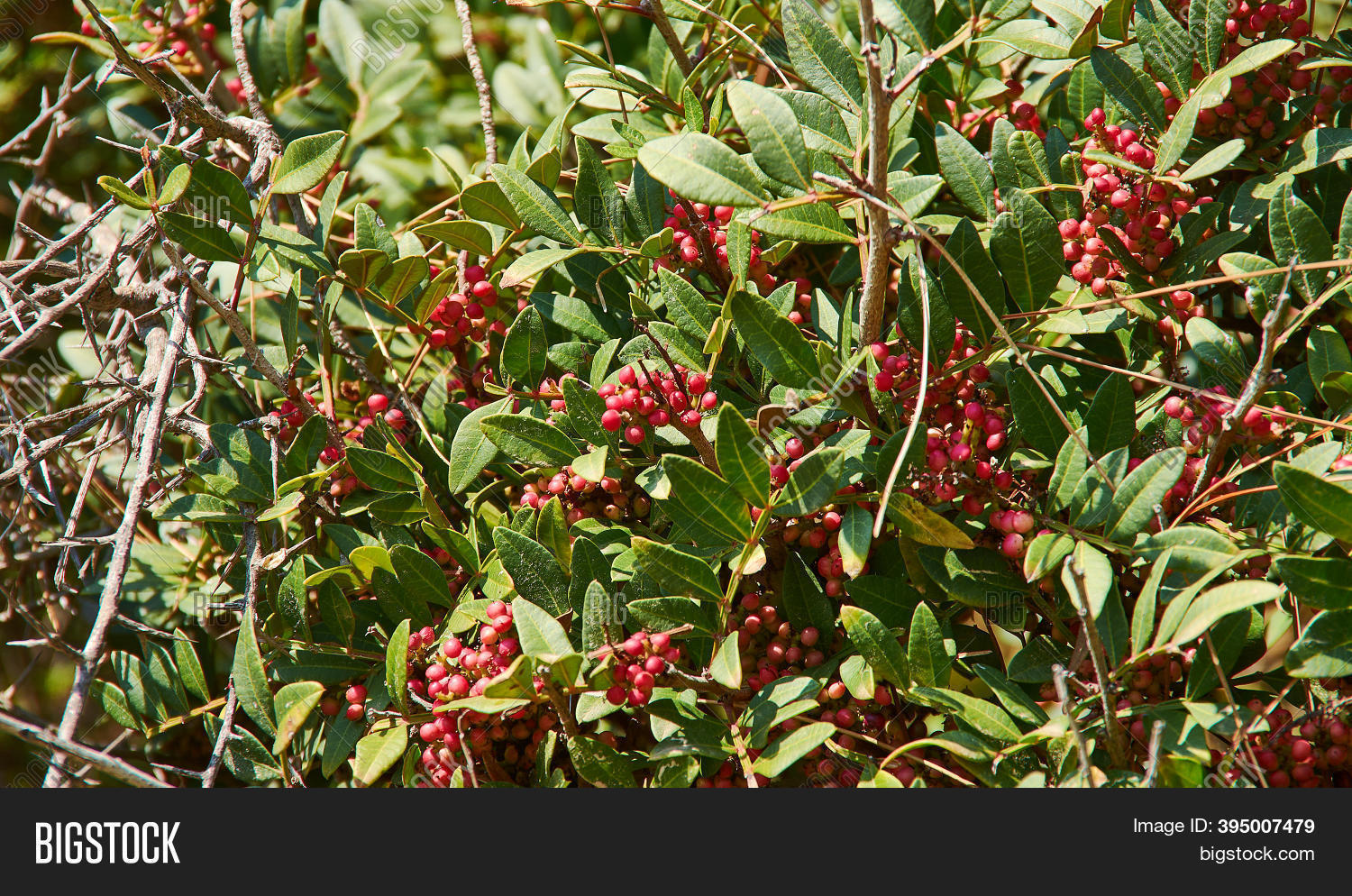 Pistacia Atlantica Image & Photo (Free Trial) | Bigstock