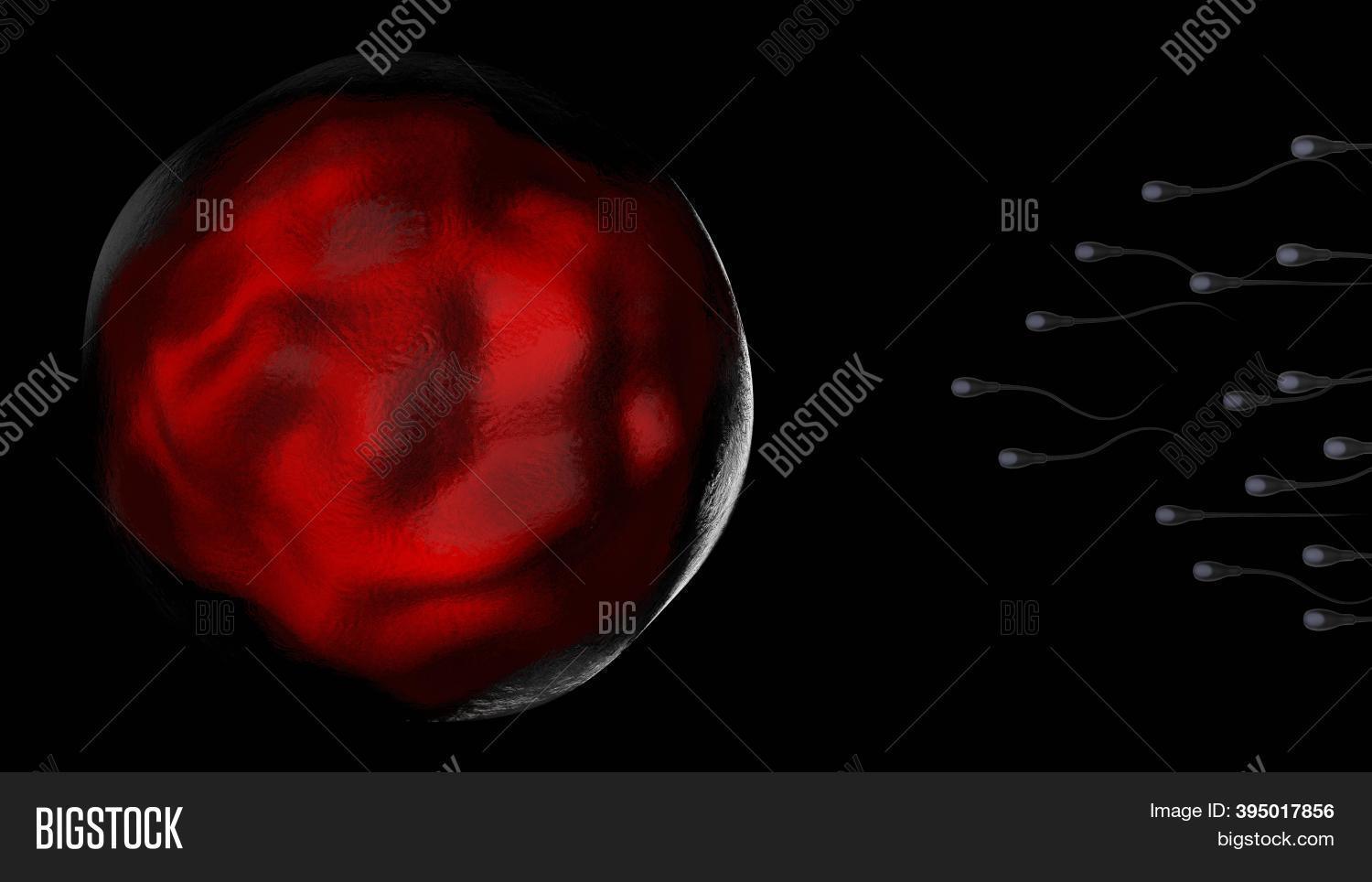 Sperm Cells Swimming Image & Photo (Free Trial) | Bigstock