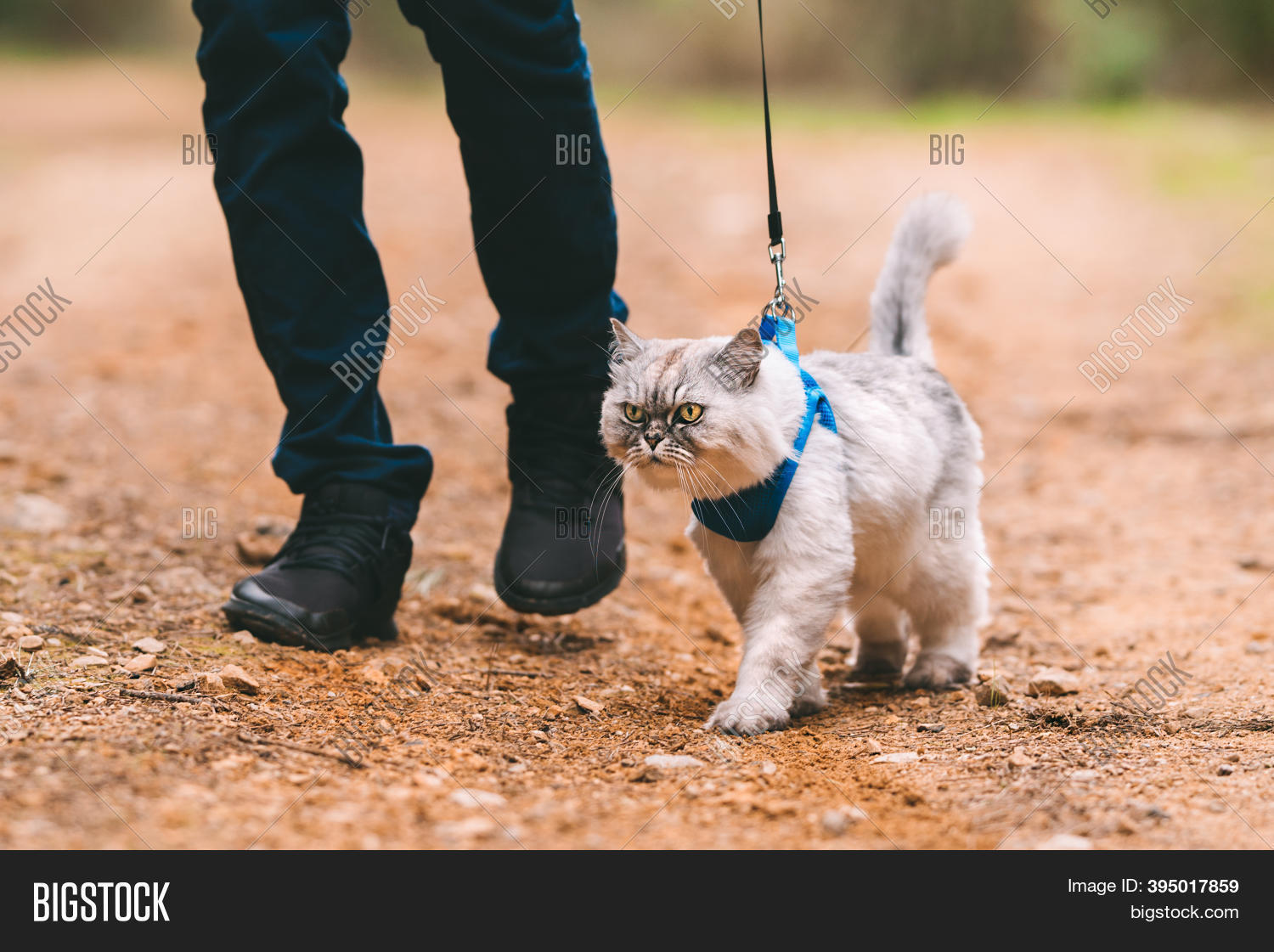 Man Walking Cat On Pet Image & Photo (Free Trial) | Bigstock