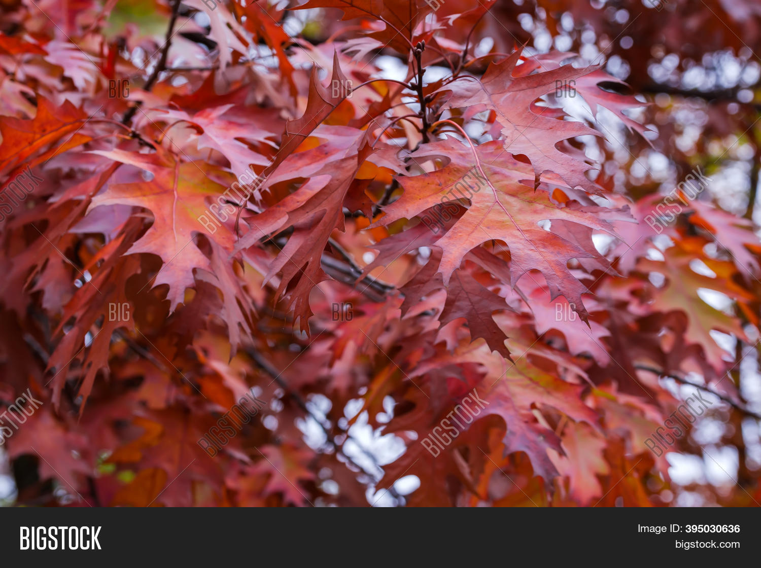 Branches Northern Oak Image & Photo (Free Trial) | Bigstock