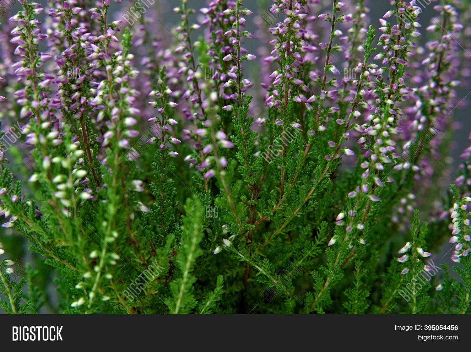 Ling Purple Flowers Image & Photo (Free Trial) | Bigstock