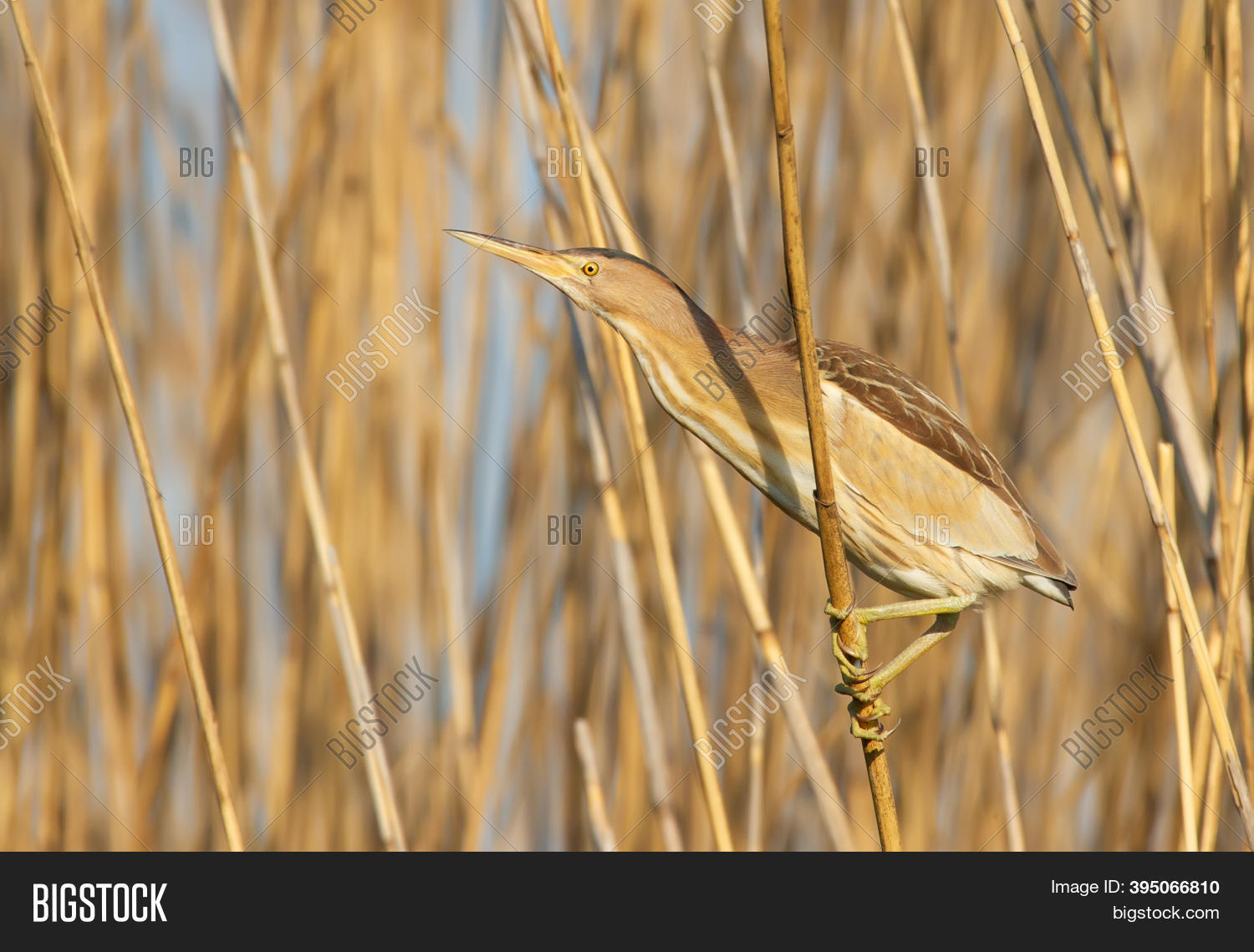 Little Bittern, Image & Photo (Free Trial) | Bigstock