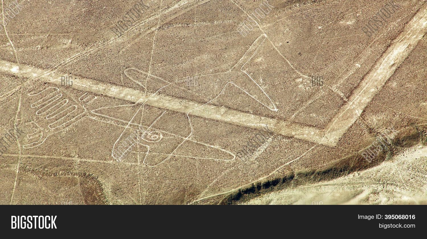 Whale, Nazca Nasca Image & Photo (Free Trial) | Bigstock