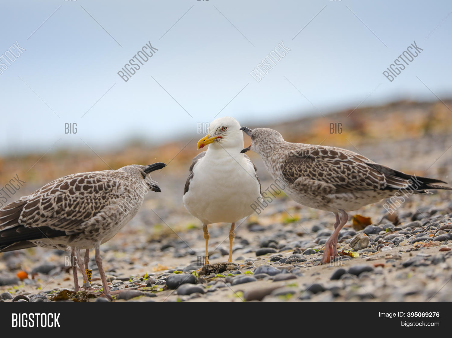 Seagull Cubs Asking Image & Photo (Free Trial) | Bigstock