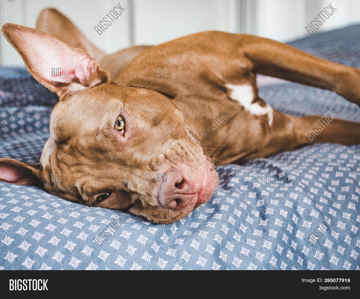 Lovable, Pretty Puppy Image & Photo (Free Trial) | Bigstock