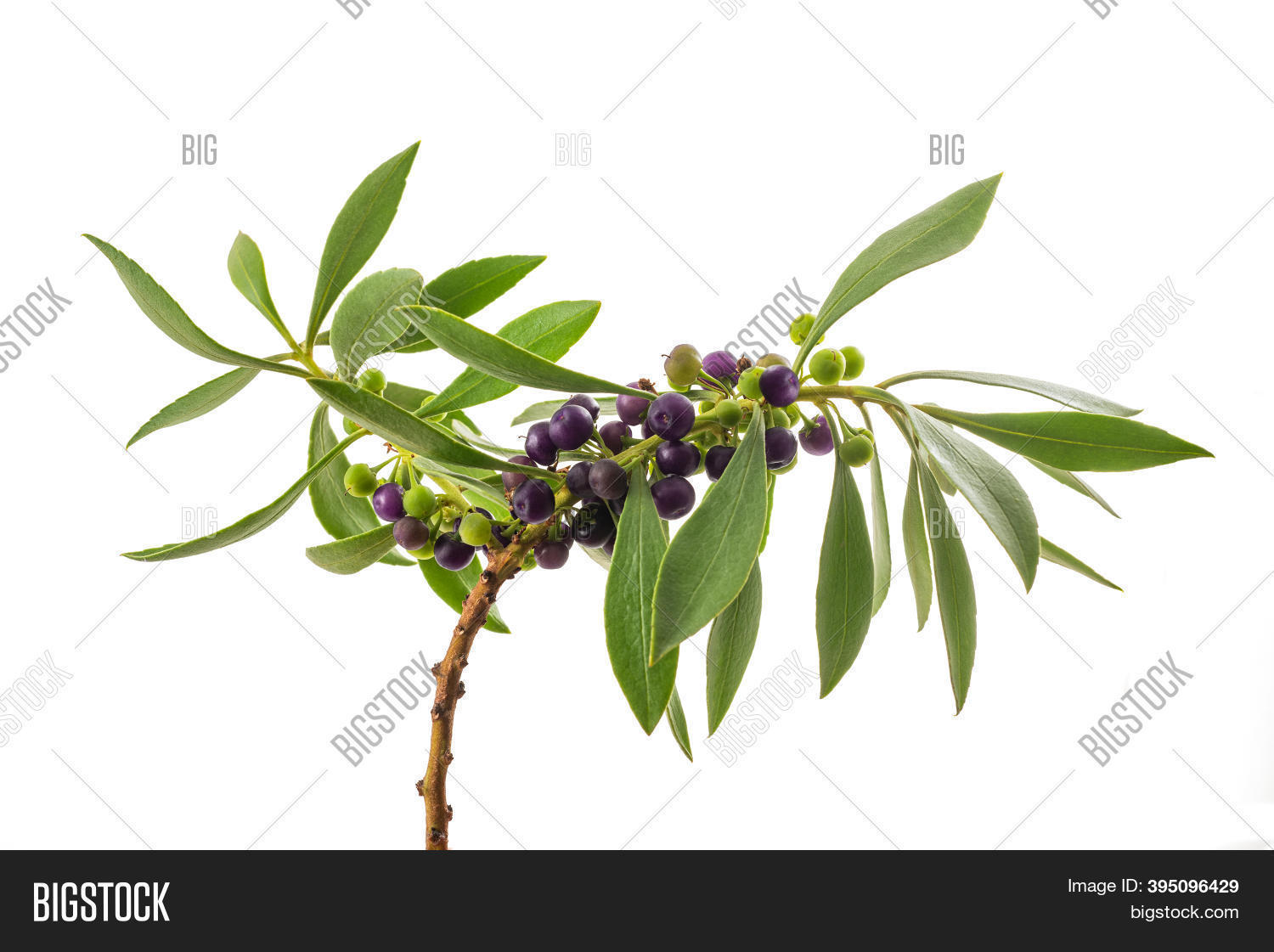 Mousehole Tree Branch Image & Photo (Free Trial) | Bigstock