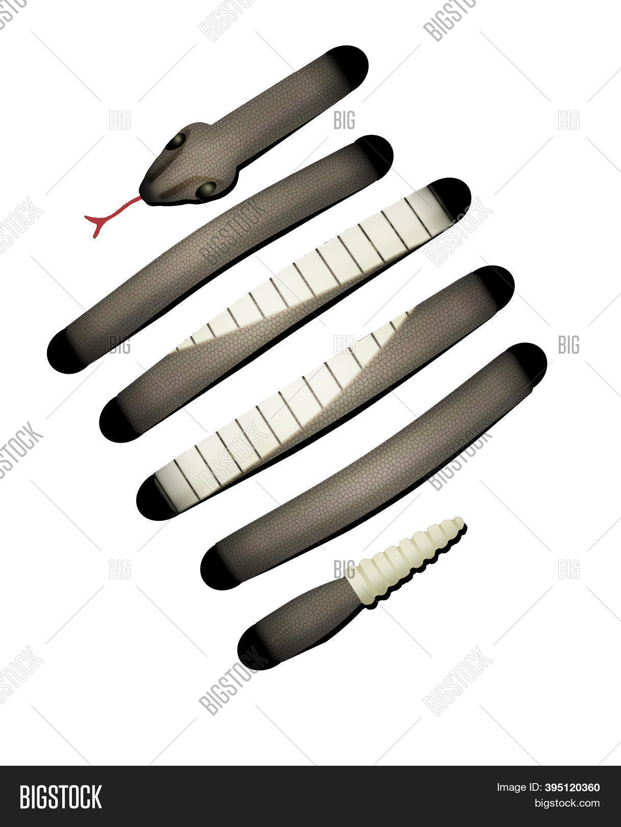 Snake Looks Like Lines Image & Photo (Free Trial) | Bigstock