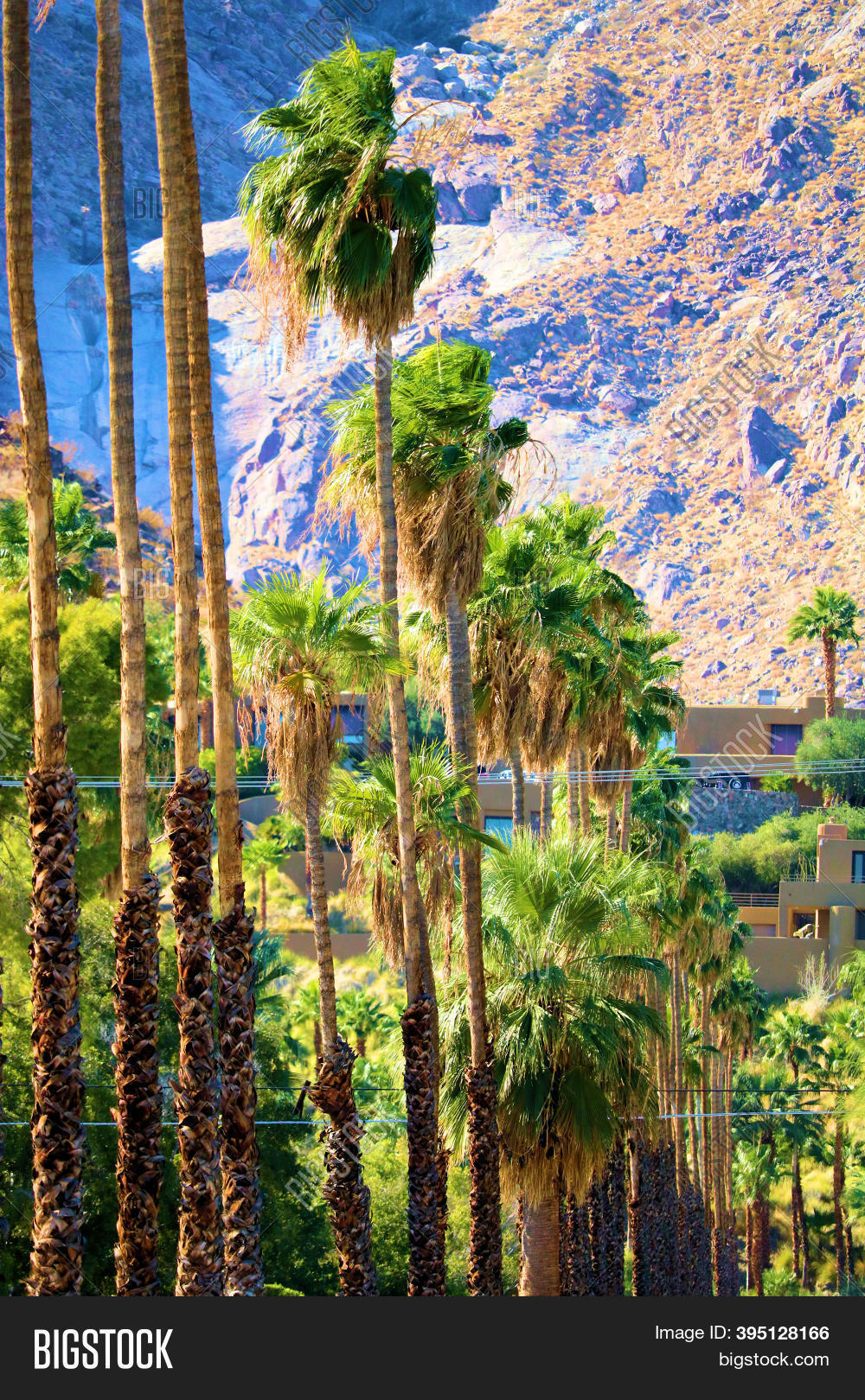 Palm Tree Lined Street Image & Photo (Free Trial) | Bigstock