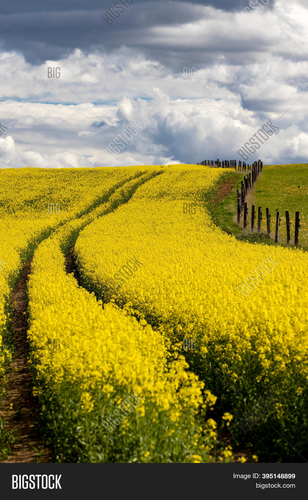 Rapeseed Field Central Image & Photo (Free Trial) | Bigstock