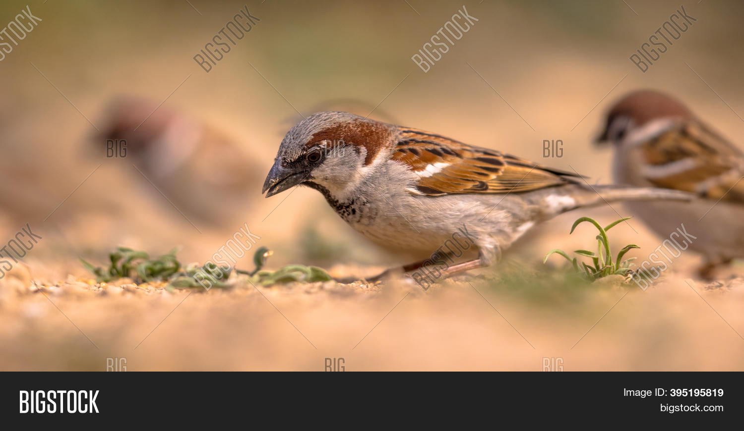 Eurasian Tree Sparrow Image & Photo (Free Trial) | Bigstock