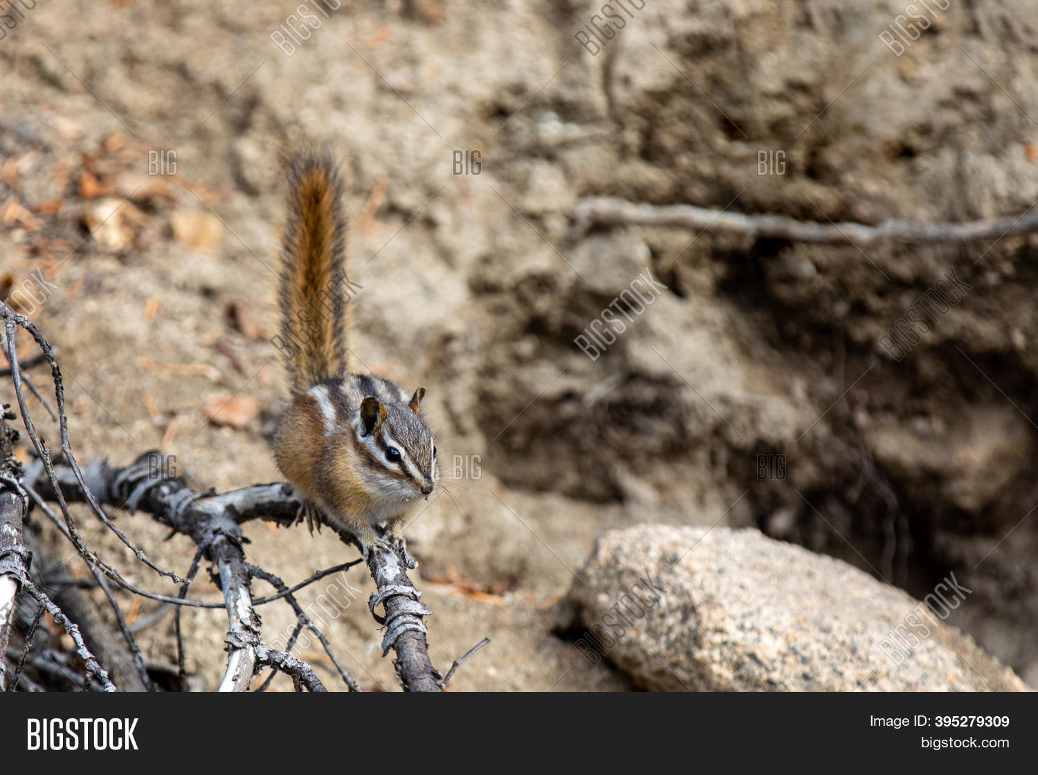 Chipmunk Tail Alert Image & Photo (Free Trial) | Bigstock