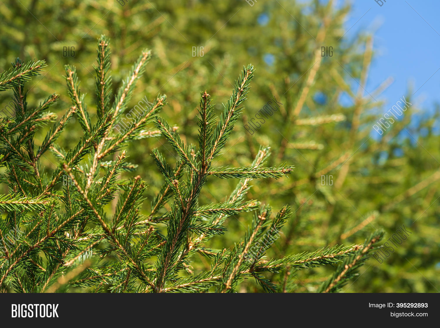 Natural Evergreen Image & Photo (Free Trial) | Bigstock