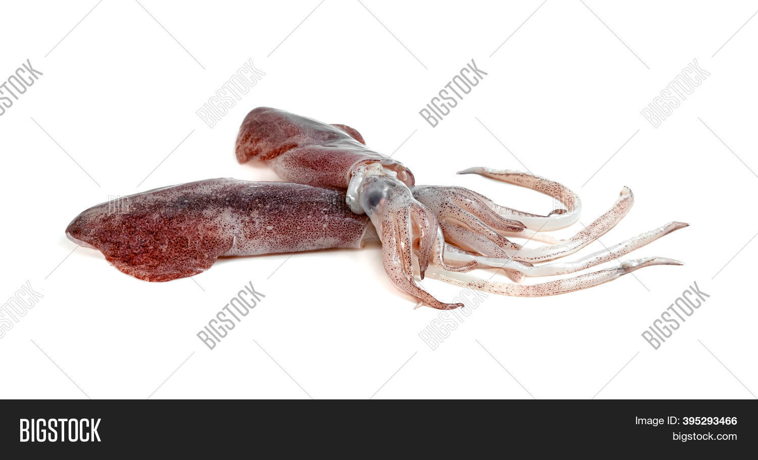 Closeup Squid Isolated Image & Photo (Free Trial) | Bigstock