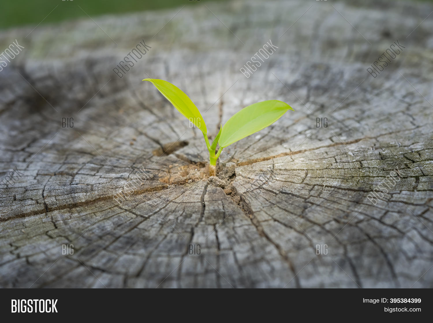Small Plant Tree Image & Photo (Free Trial) | Bigstock