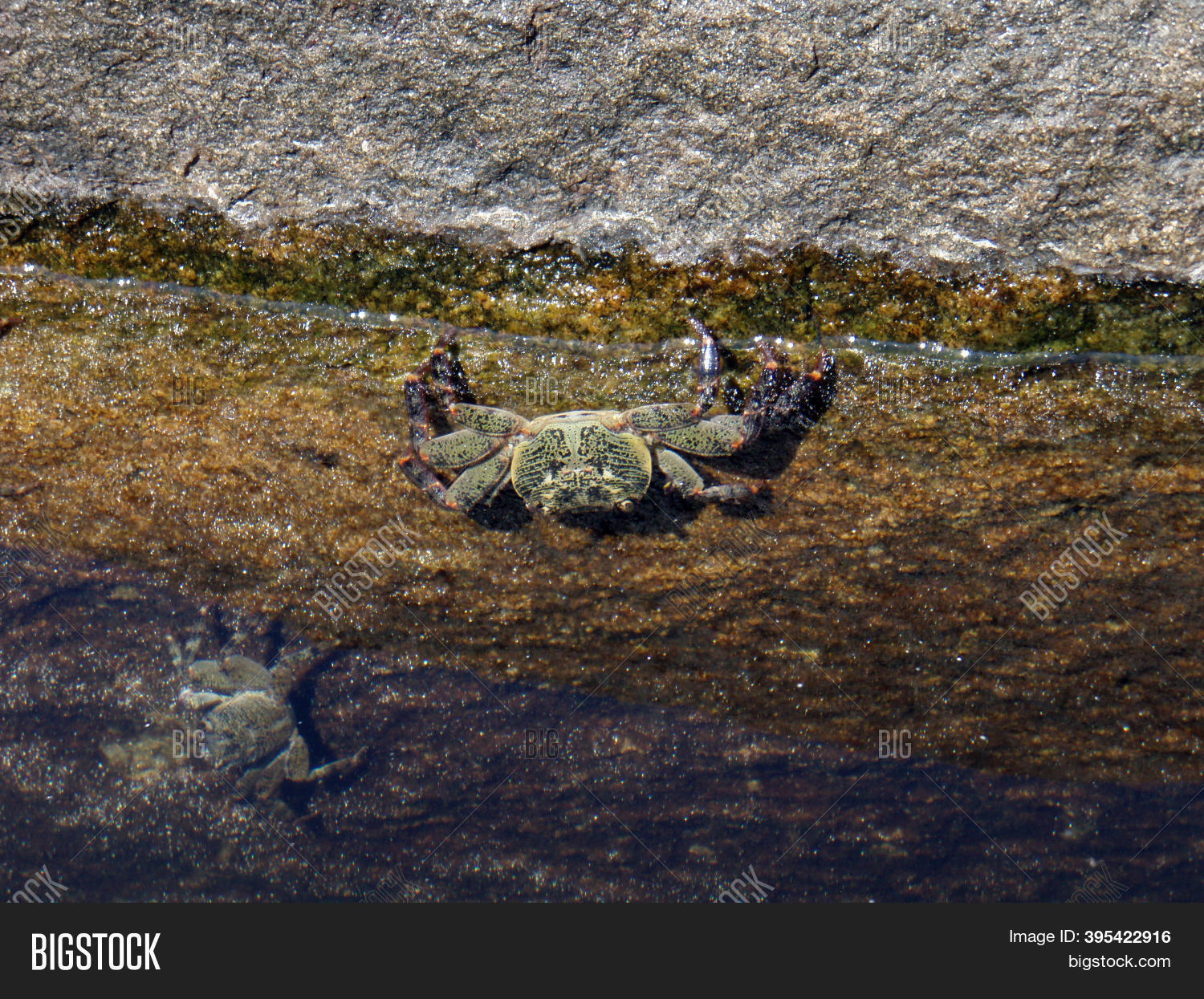 Crab, Crustacean Image & Photo (Free Trial) | Bigstock