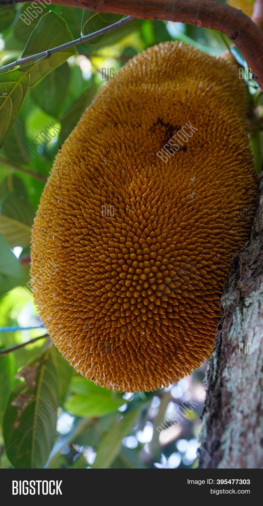 Ripe Jackfruit