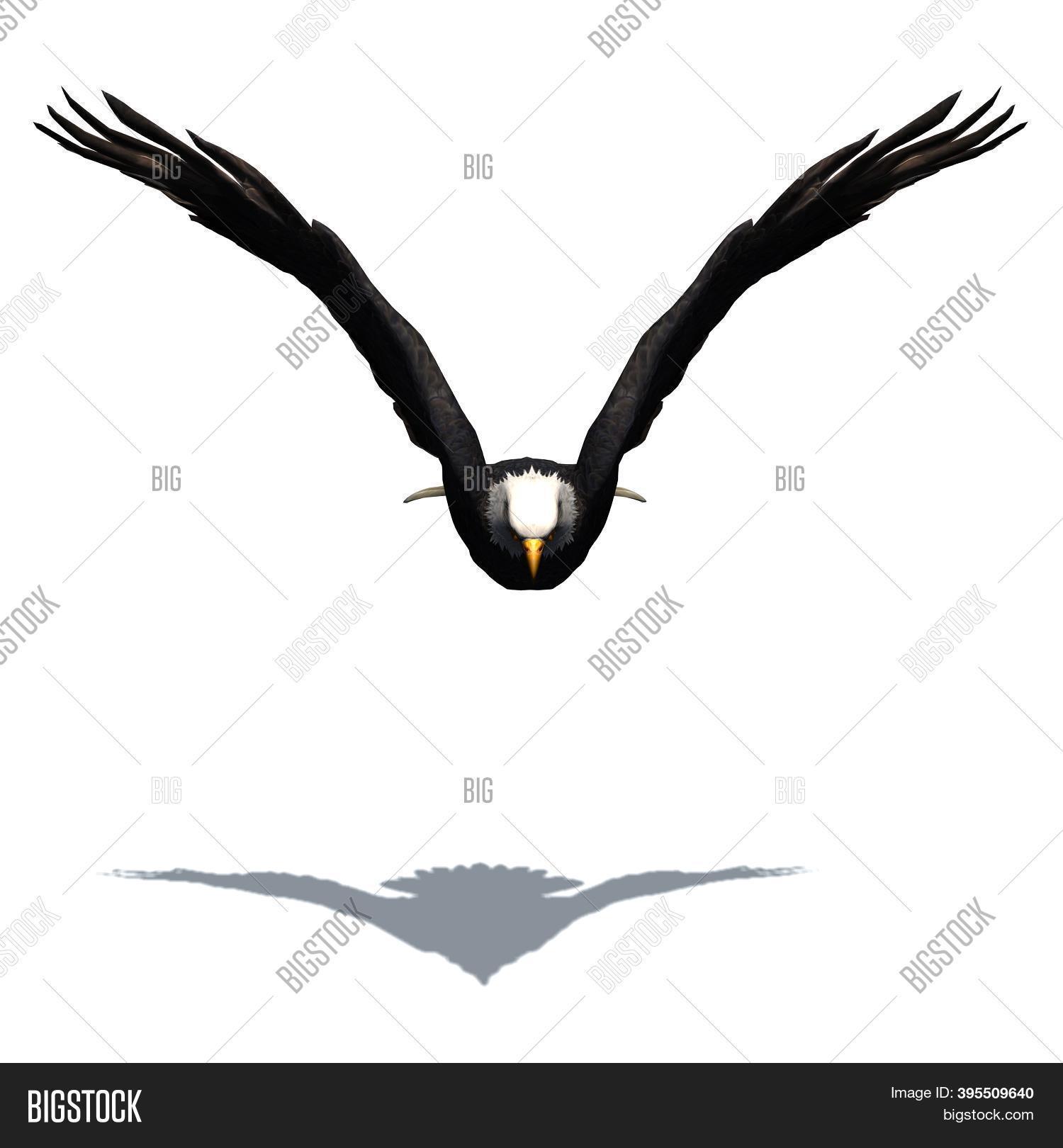 Wild Animals - Eagle Image & Photo (Free Trial) | Bigstock