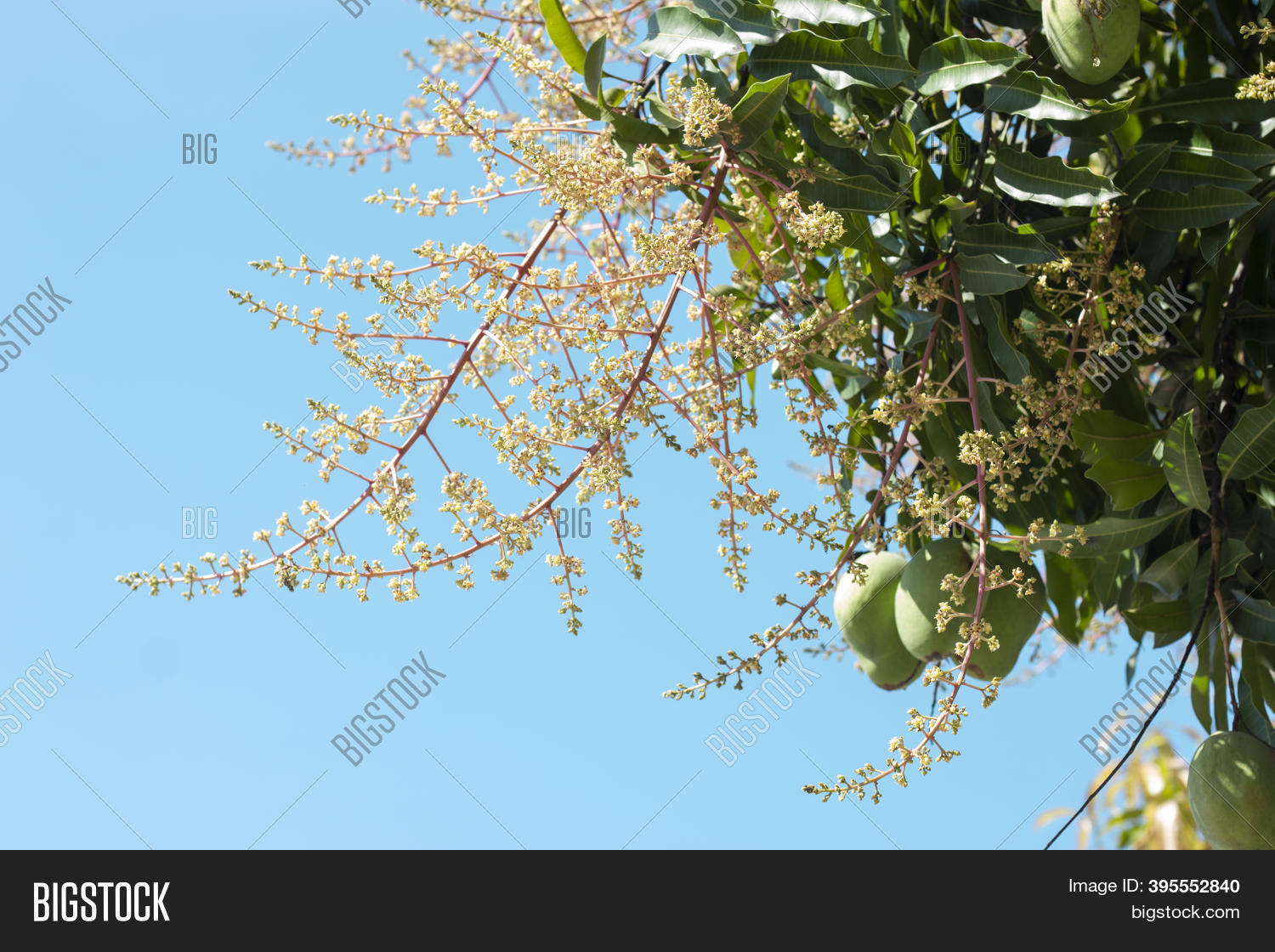Inflorescence Mango Image & Photo (Free Trial) | Bigstock