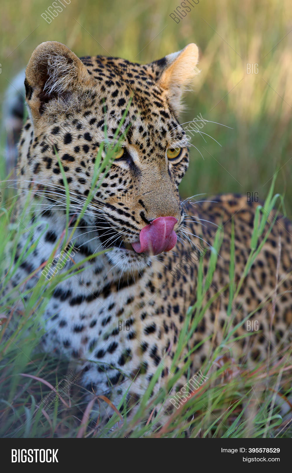 African Leopard ( Image & Photo (Free Trial) | Bigstock
