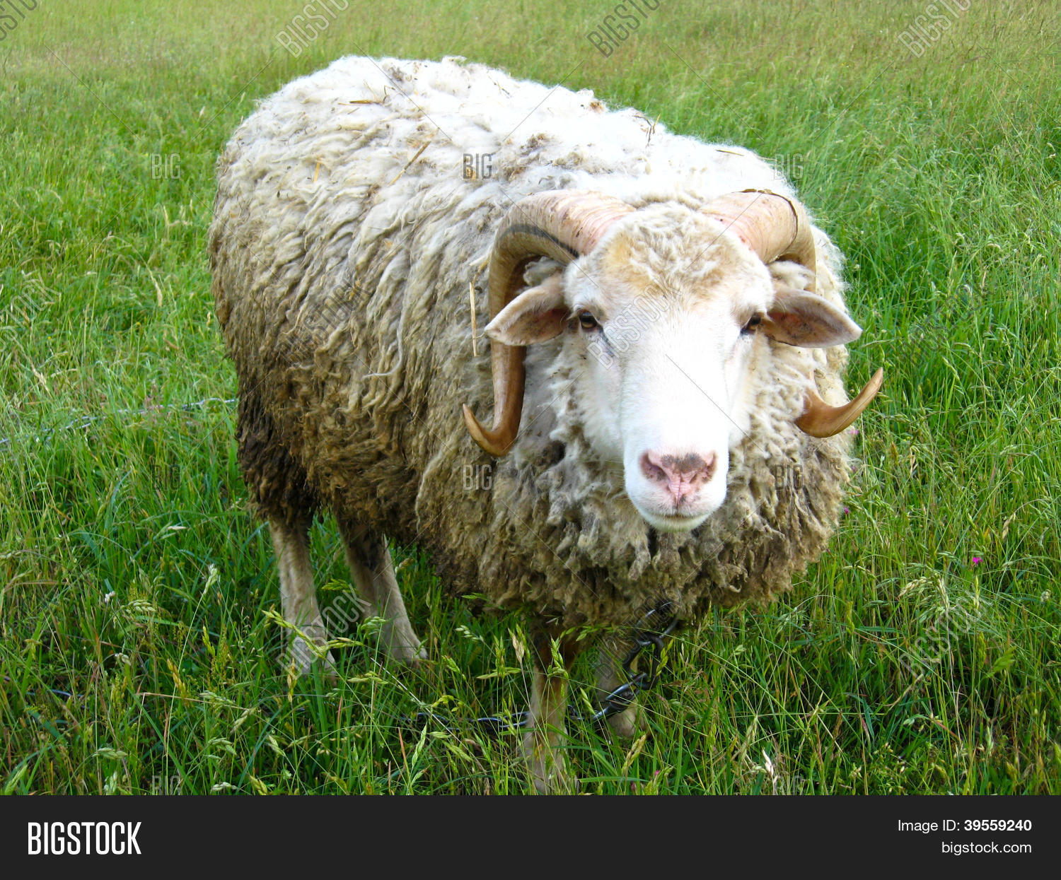 Ram Standing On Green Image & Photo (Free Trial) | Bigstock