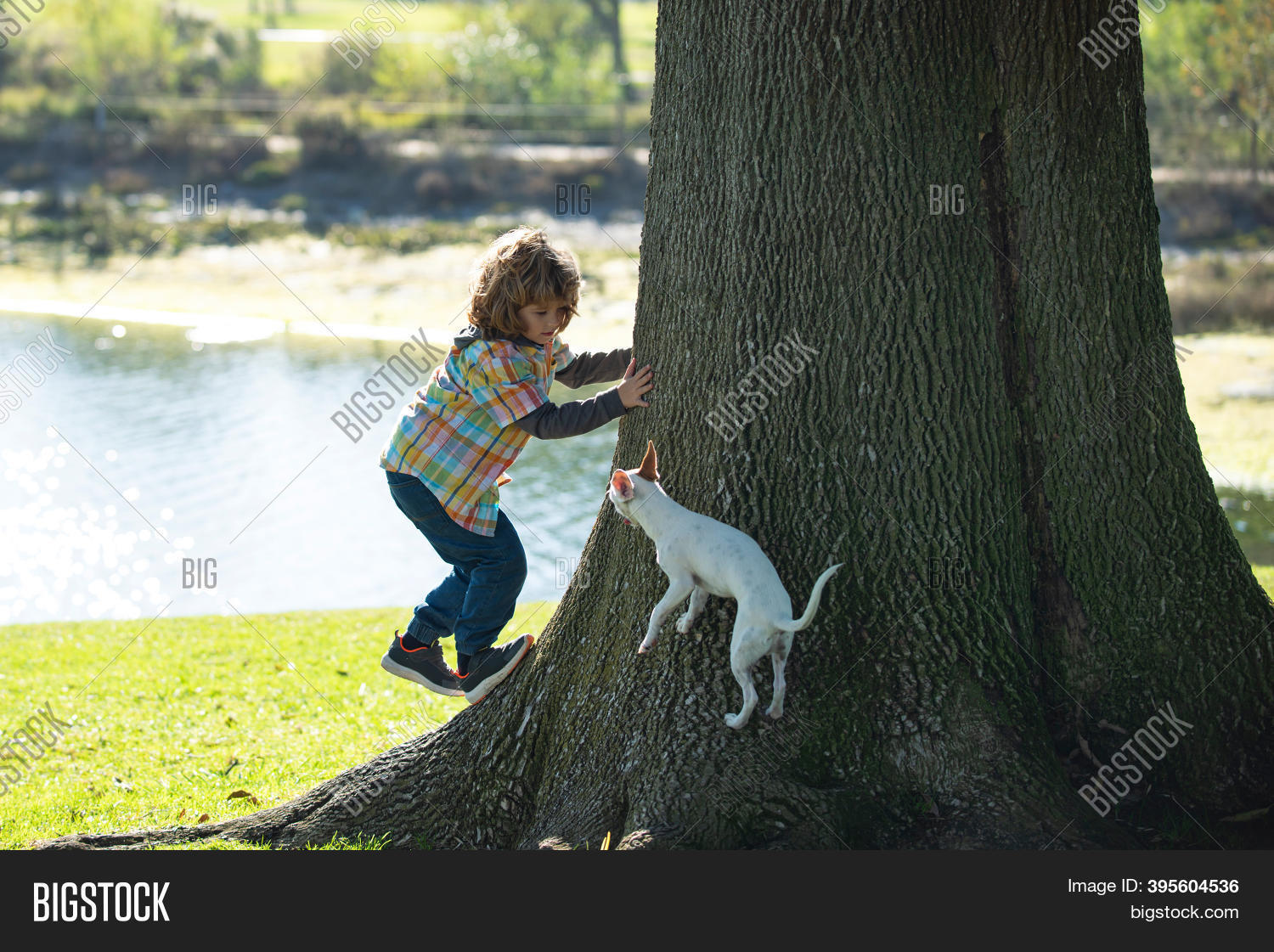 Why Does My Dog Climb Trees