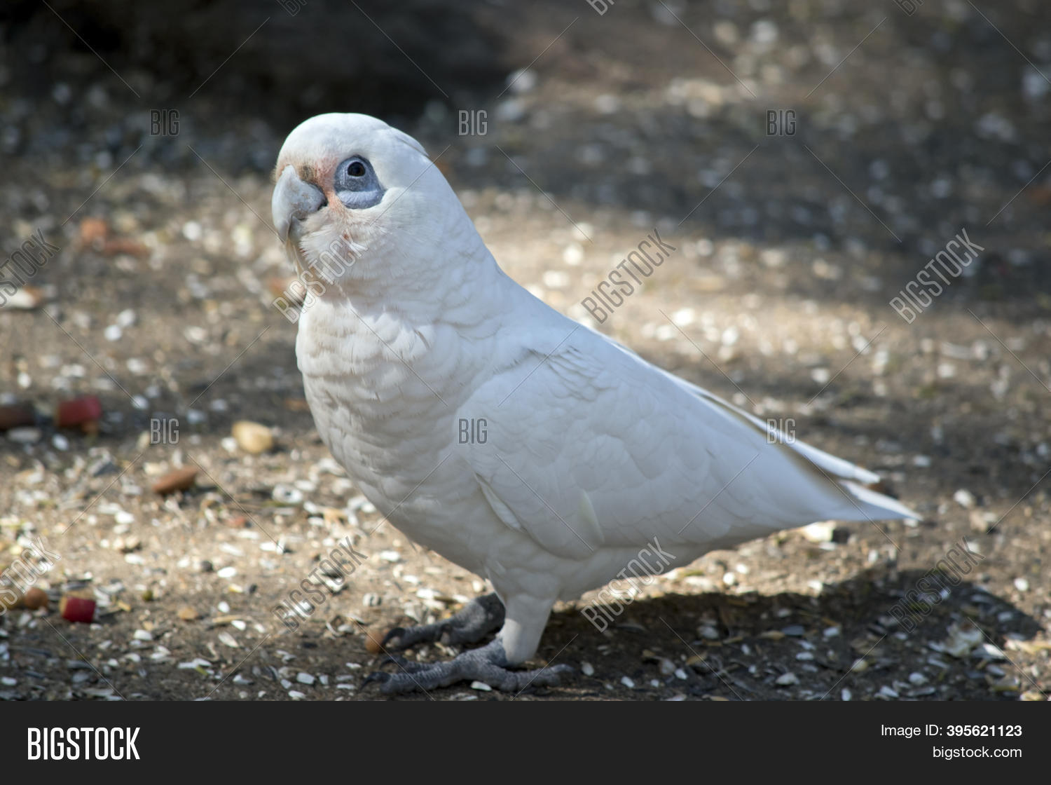 Little Corella White Image & Photo (Free Trial) | Bigstock