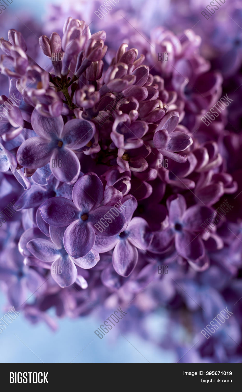 Beautiful Purple Lilac Image & Photo (Free Trial) | Bigstock