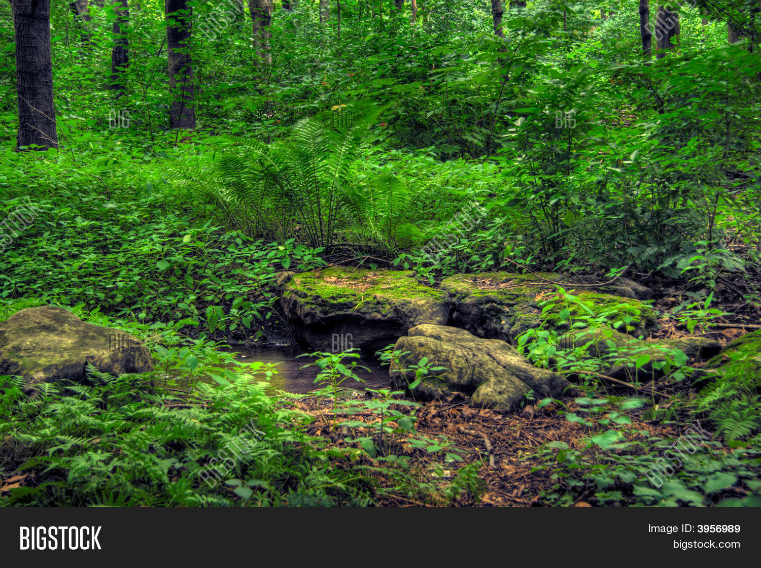 Deciduous Forest Image & Photo (Free Trial) | Bigstock
