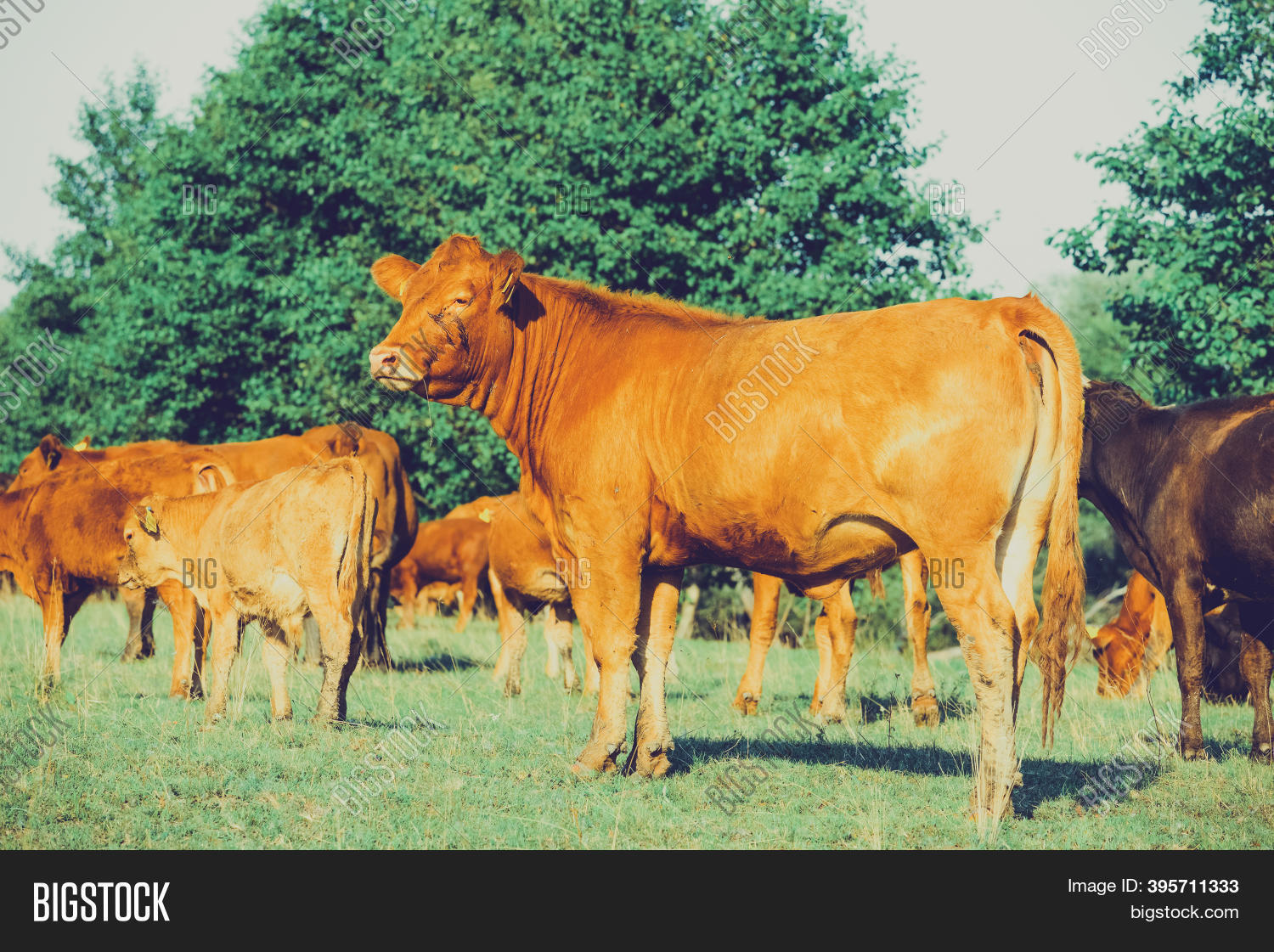 Cows Meadows. Red Cows Image & Photo (Free Trial) | Bigstock