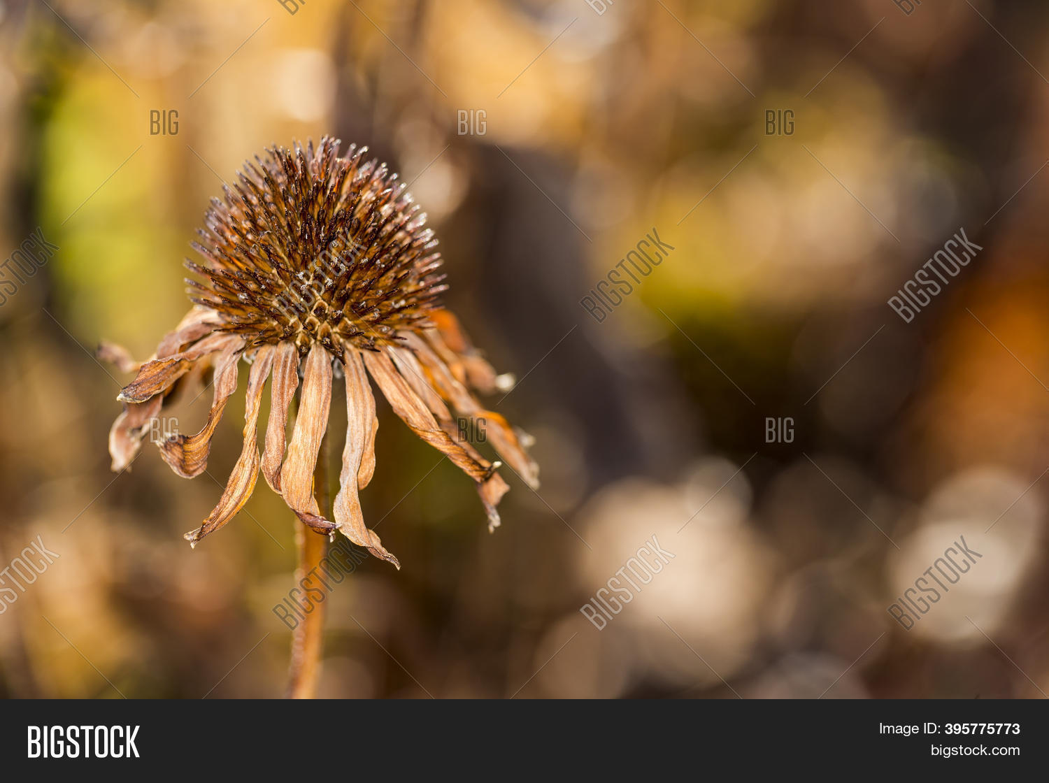 Single Dead Flower Image & Photo (Free Trial) | Bigstock