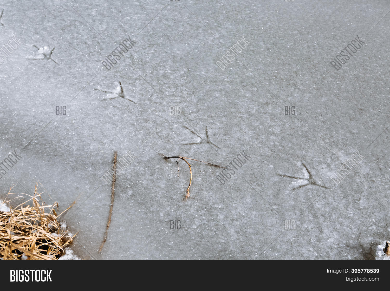 Bird Footprints On Image & Photo (Free Trial) | Bigstock