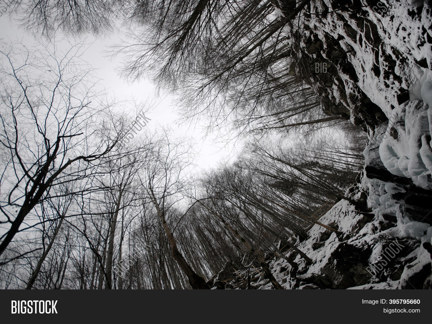 Winter. Large Trees Image & Photo (Free Trial) | Bigstock