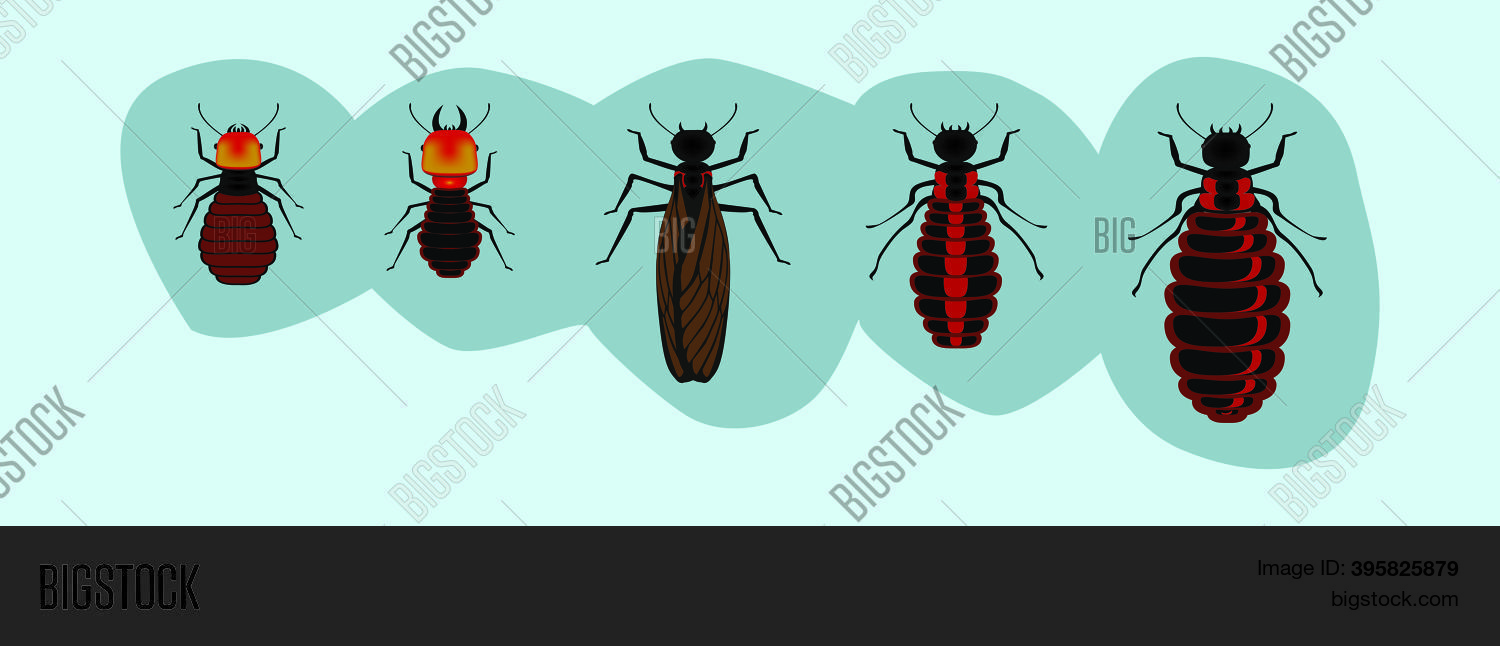 Set Termite Cartoon Vector & Photo (Free Trial) | Bigstock