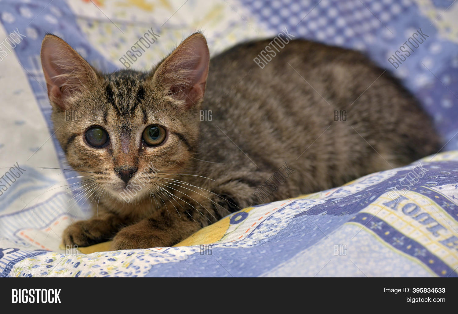 Cute Tabby Kitten Sick Image & Photo (Free Trial) | Bigstock