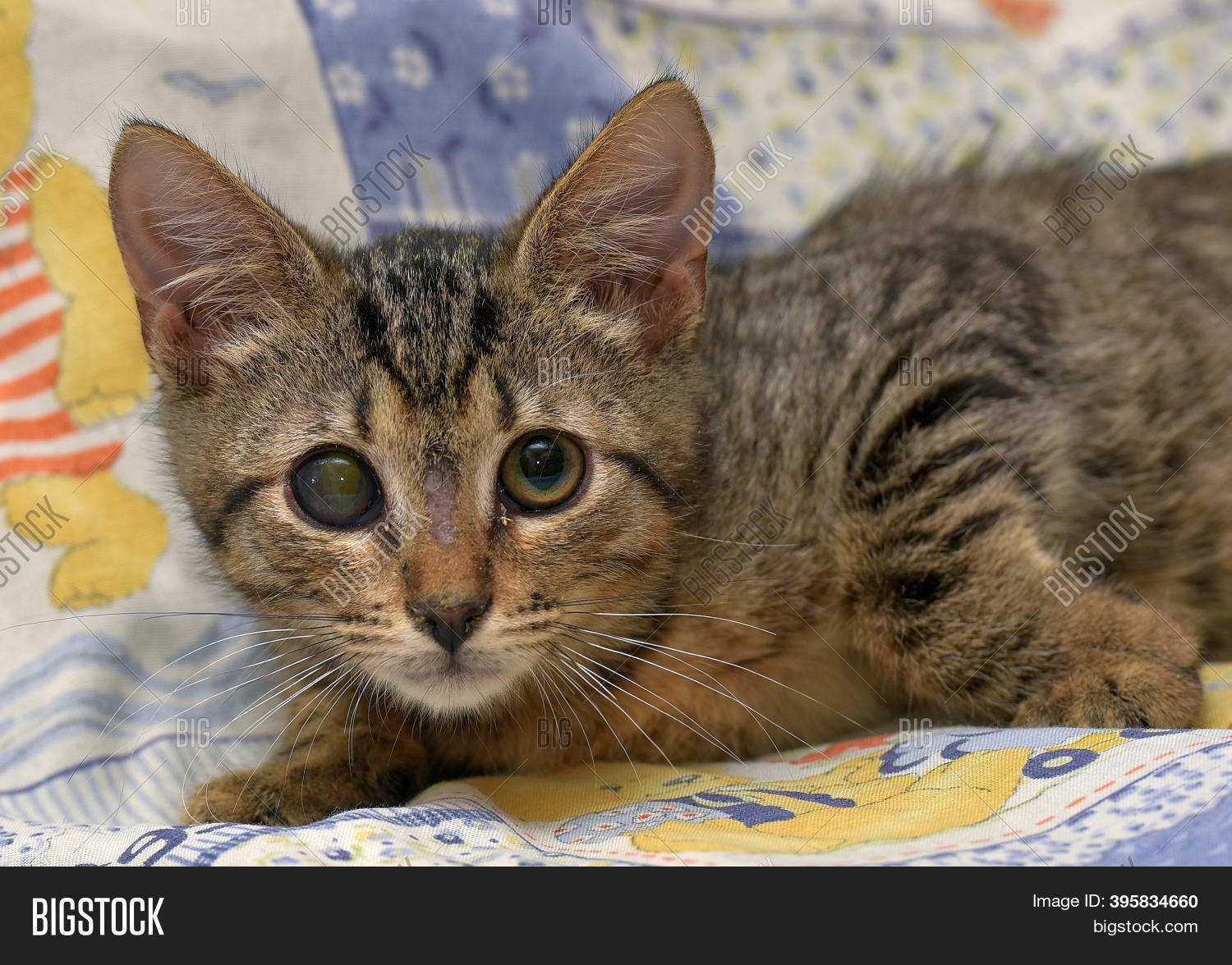 Cute Tabby Kitten Sick Image & Photo (Free Trial) | Bigstock