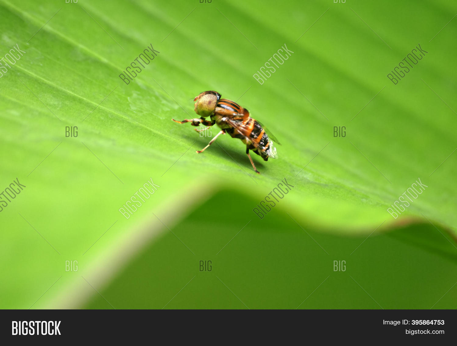 Close . Fruit Flies Image & Photo (Free Trial) | Bigstock