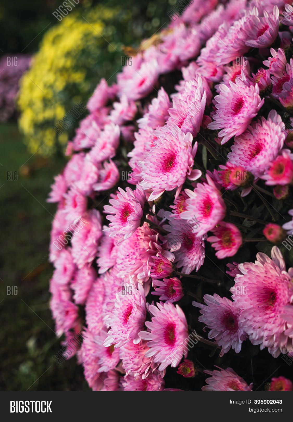 Colorful Flower Design Image & Photo (Free Trial) | Bigstock