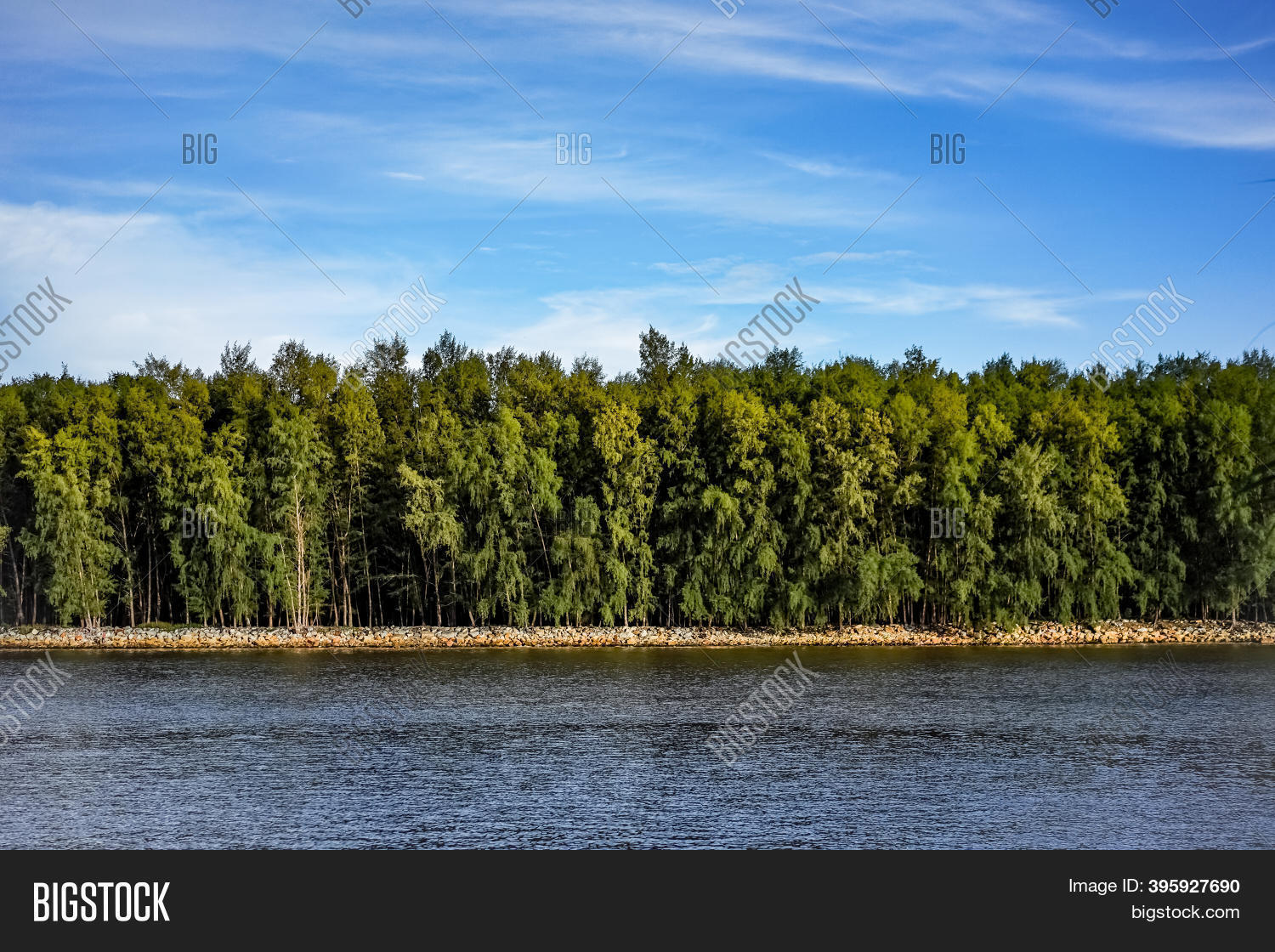 Water Under Pine Trees Image & Photo (Free Trial) | Bigstock