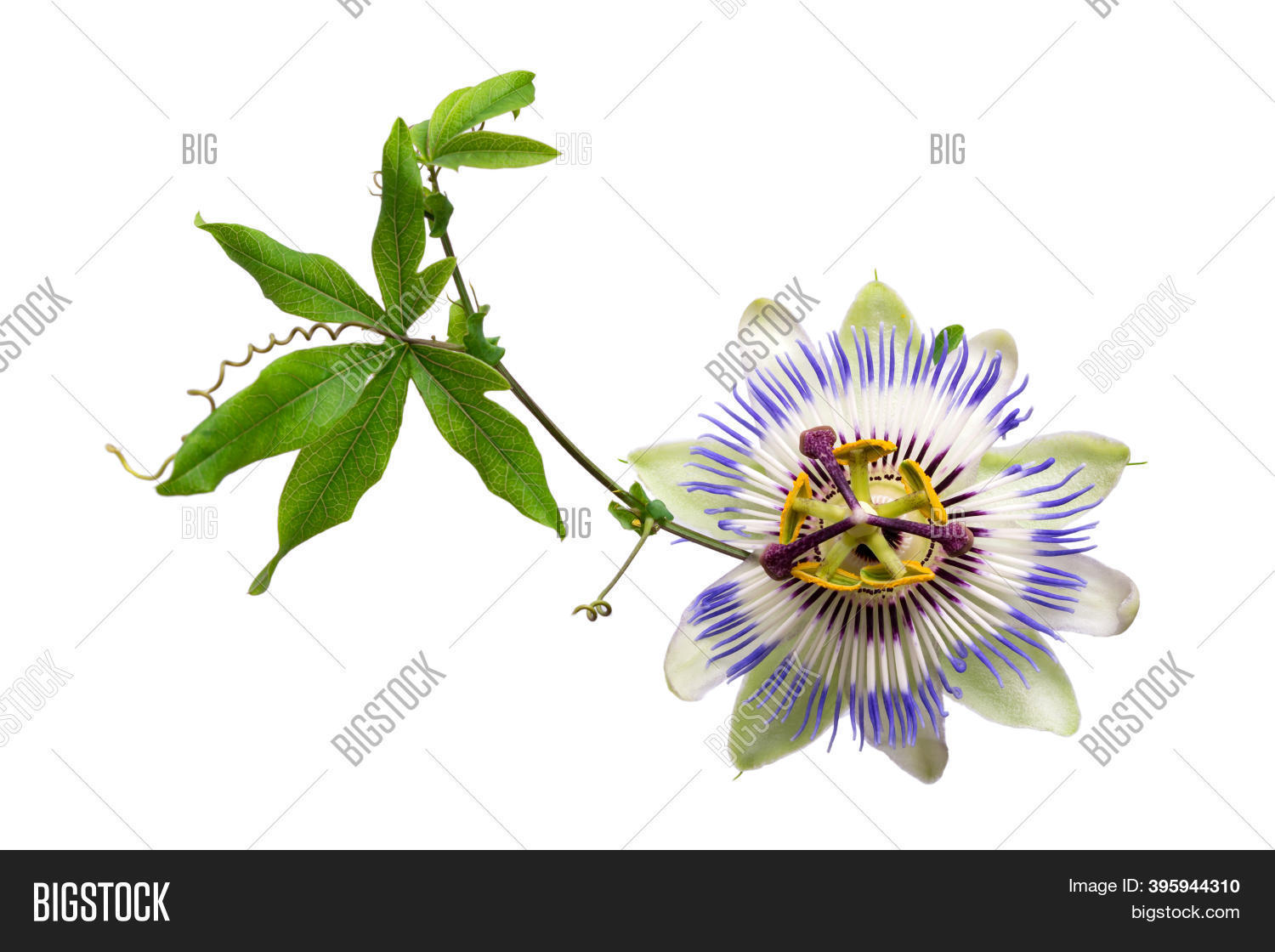 Passiflora Image & Photo (Free Trial) | Bigstock
