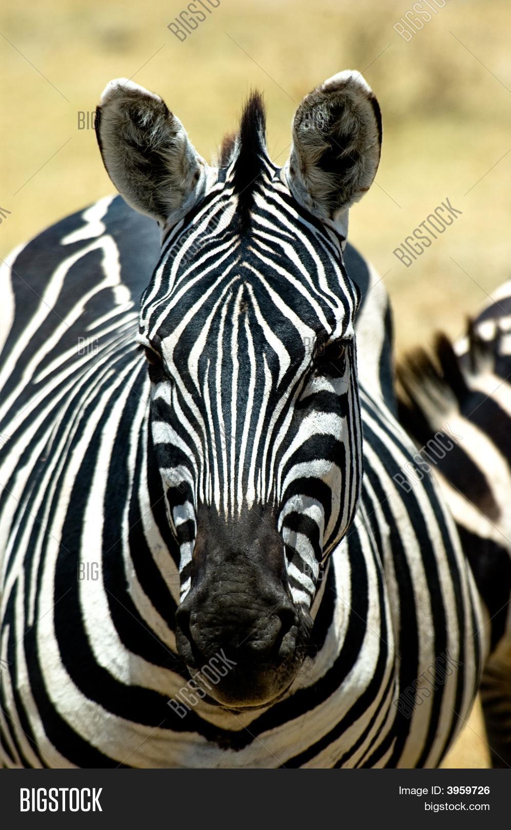 Zebra Headshot Image & Photo | Bigstock