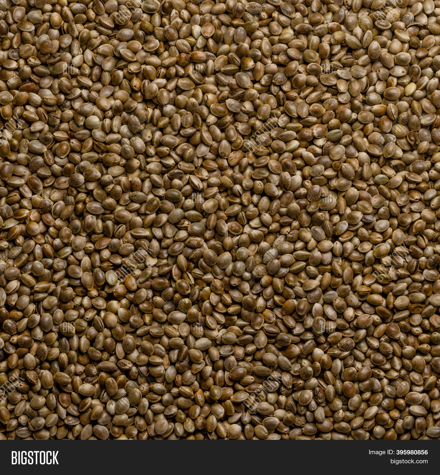 Whole Hemp Seeds. Image & Photo (Free Trial) | Bigstock