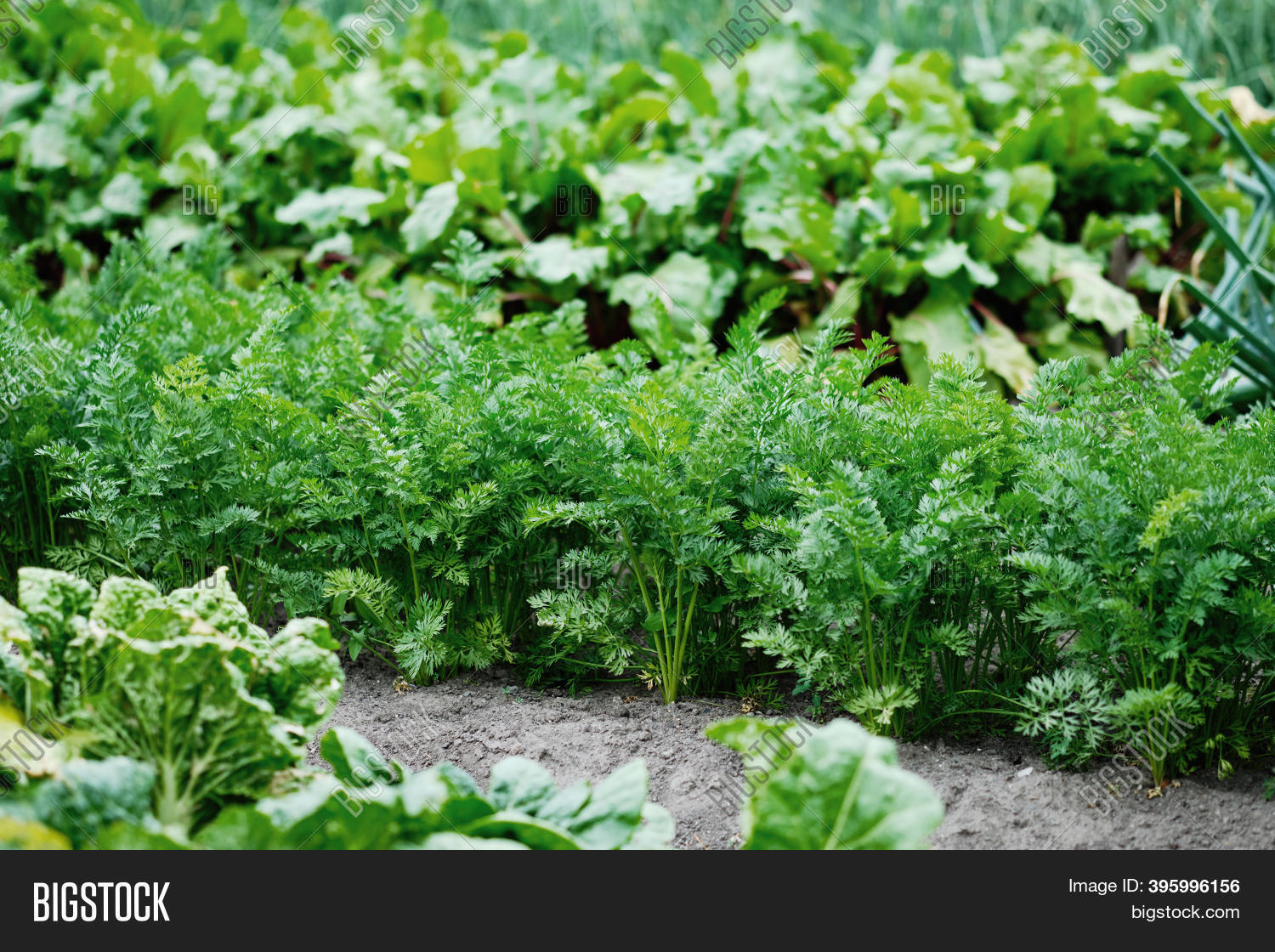 Field Carrots. Picking Image & Photo (Free Trial) | Bigstock