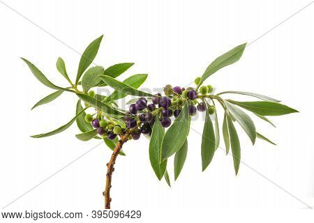 Mousehole Tree Branch Image & Photo (Free Trial) | Bigstock