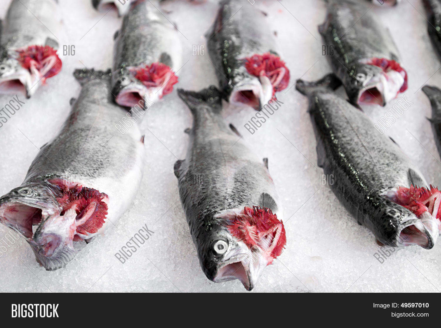 Salmon Fish Market Image & Photo (Free Trial) | Bigstock
