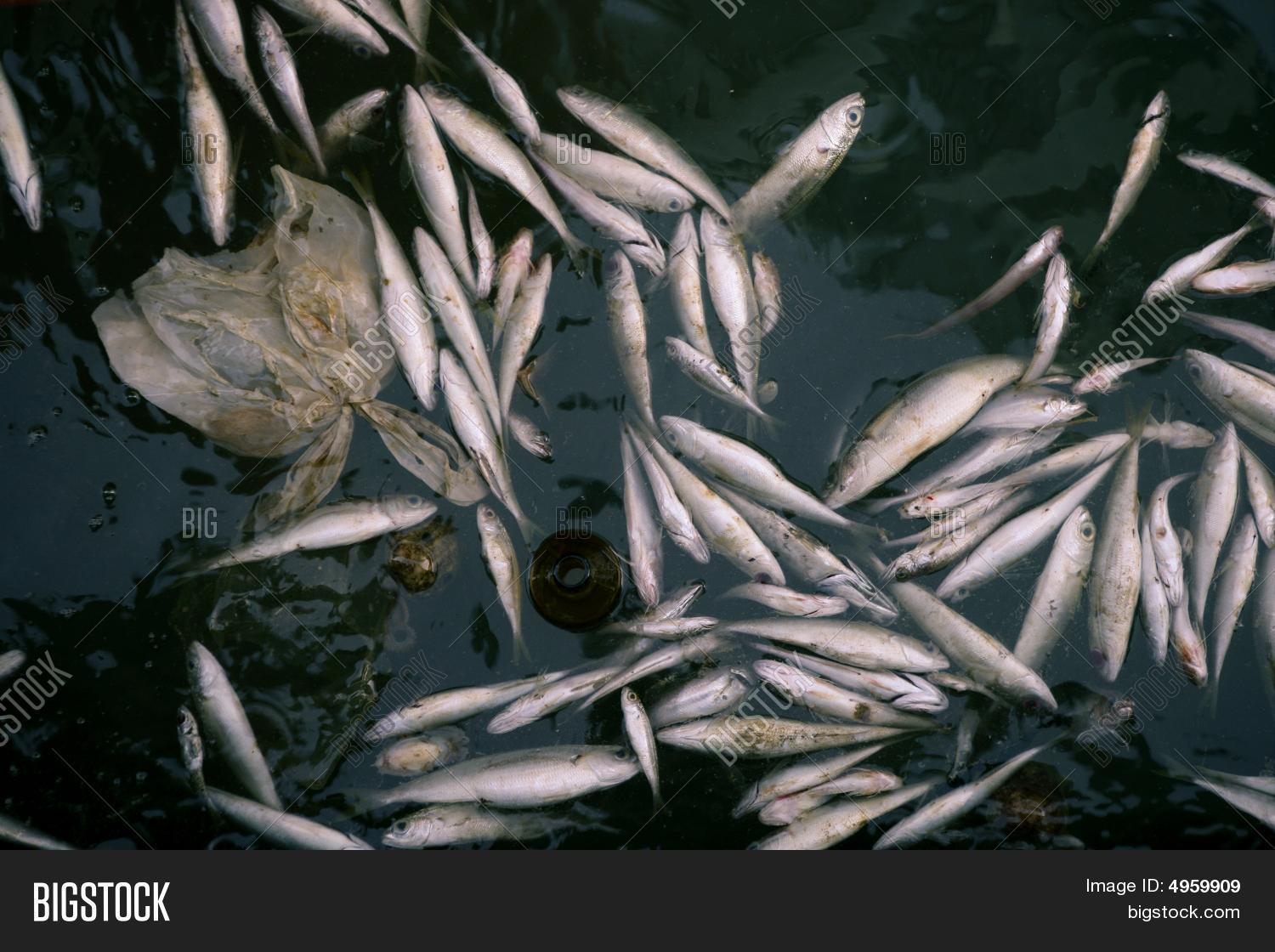 Died Fish Polluted Sea Image & Photo (Free Trial) | Bigstock