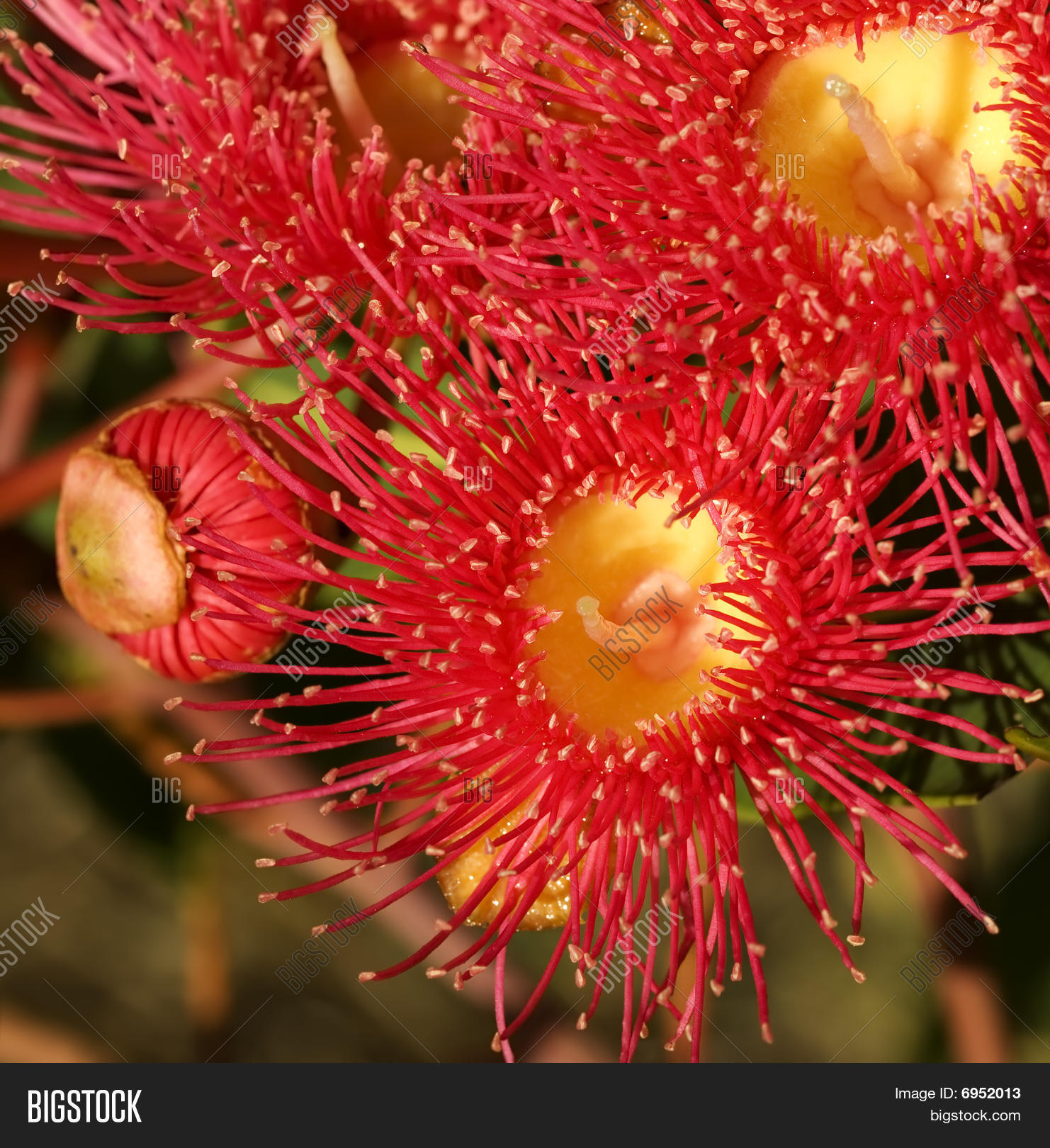 Red Flowers Gum Tree Image & Photo (Free Trial) | Bigstock