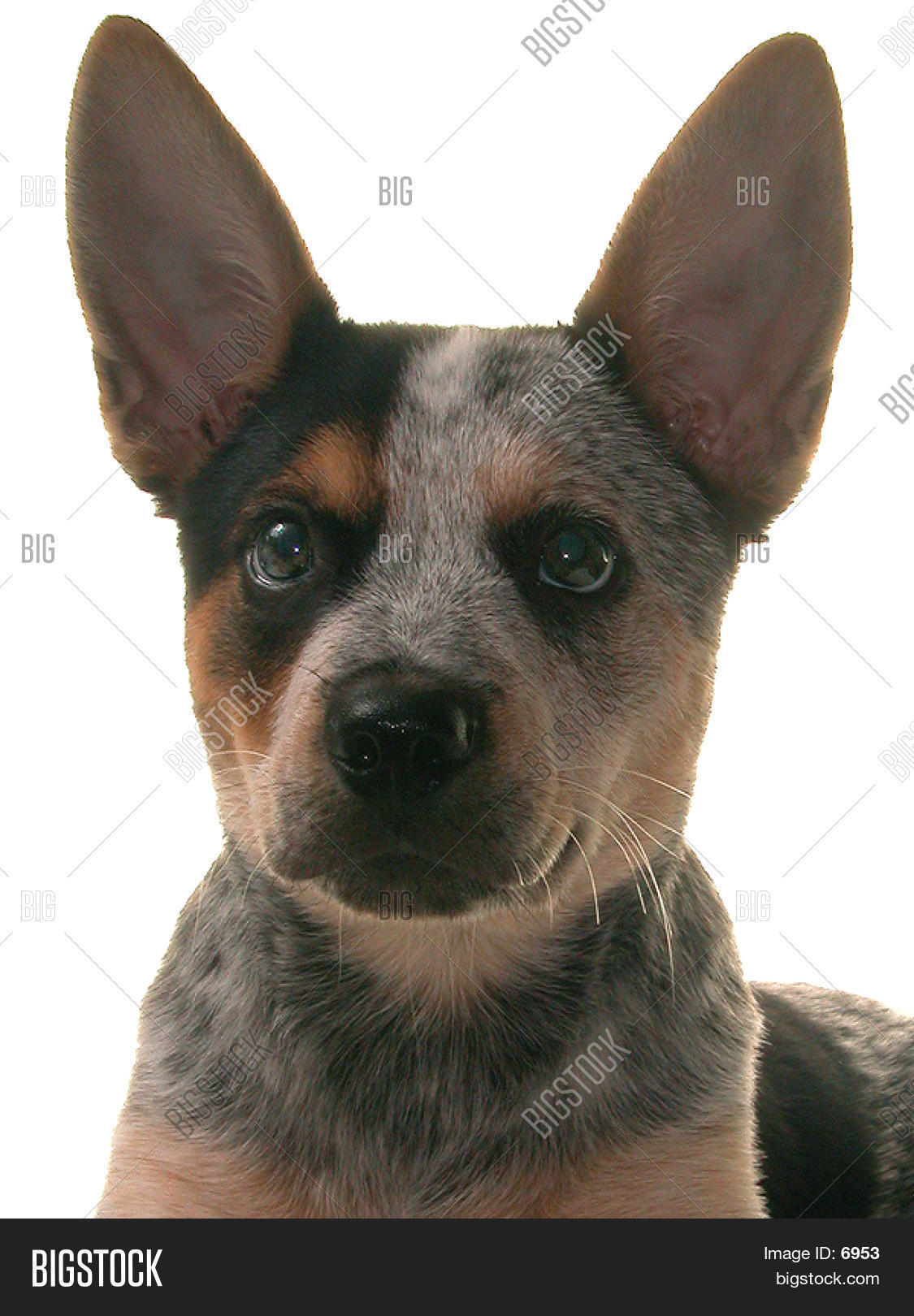 Blue Heeler Puppy Bust Image & Photo (Free Trial) | Bigstock